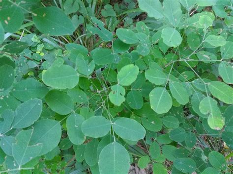 자연과 춤을 사랑하는 사나이 오래먹으면 백사넘게 살수있는 싸리나무효능 먹는방법 자연과 춤을 사랑하는 사나이 오래먹으면 백사넘게 살수있는 싸리나무효능 먹는방법