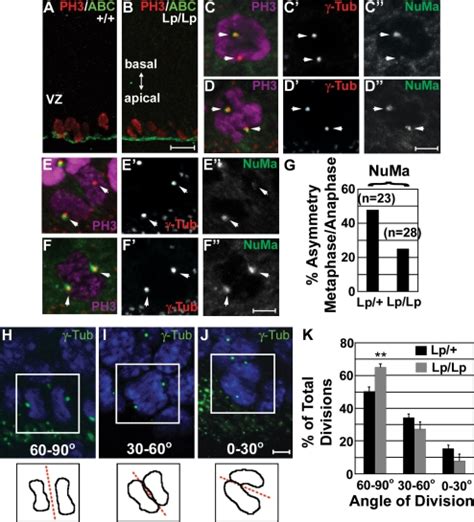 Asymmetric Divisions Of Nps In The Developing Cortex A And B Coronal
