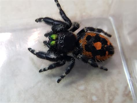 Phidippus Audax Bold Jumping Spider Exotics Unlimited