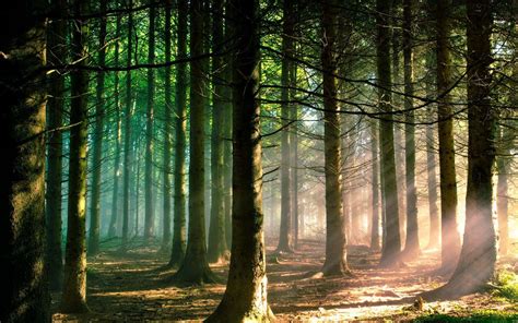 600 Forest Backgrounds