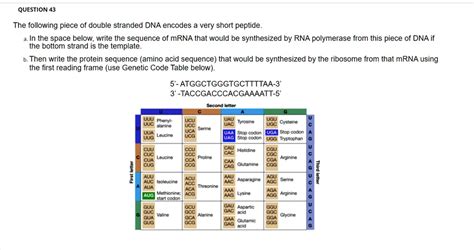 Question 43 The Following Piece Of Double Stranded Dna Encodes A Very