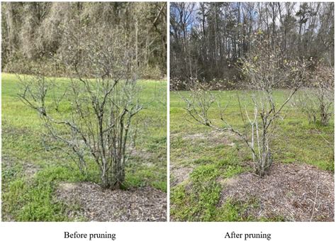 Pruning Blueberries To Boost Fruit Production Panhandle Agriculture