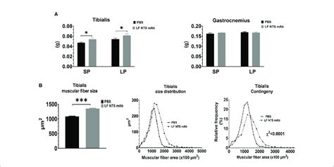 Muscle Analysis Muscles Were Collected And Weight Immediately At The
