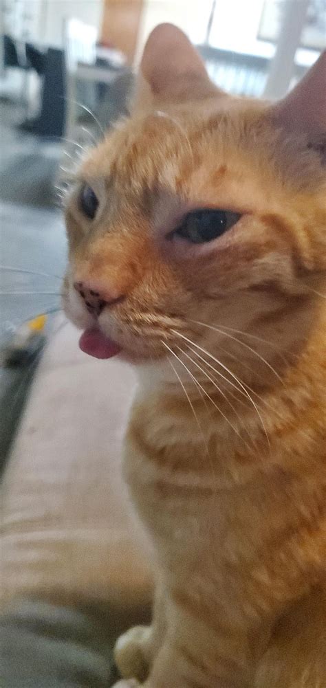 Bunny Was Being Extra Derpy The Other Day R Oneorangebraincell