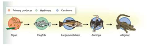 Biology Final Flashcards Quizlet