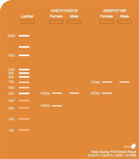 Bird Sexing Pcr Protocol Bento Lab