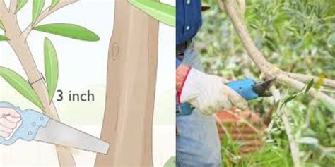 The Essential Guide To Pruning Olive Trees For Maximum Growth And Fruit