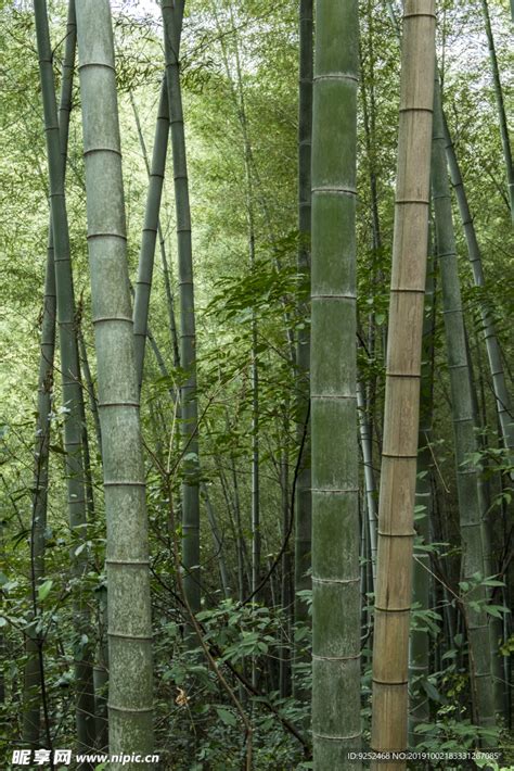 毛竹林摄影图树木树叶生物世界摄影图库昵图网