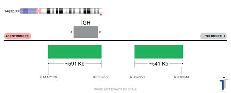 Ighmaf Split Fusion Fish Probe Empire Genomics