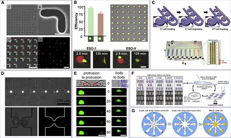 Interrogation Of Single Cell Communications On Microfluidic Platforms