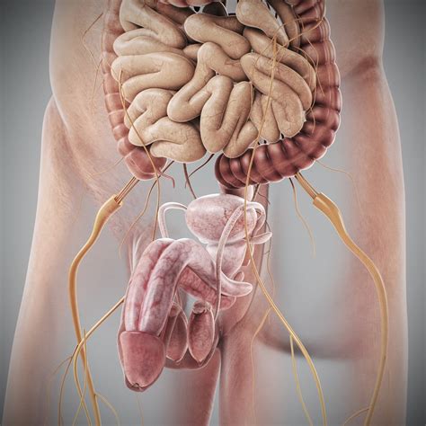 Human Internal Organs 3d Model
