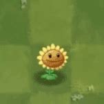 Sunflower Plants Vs Zombies 2 The Plants Vs Zombies Wiki The