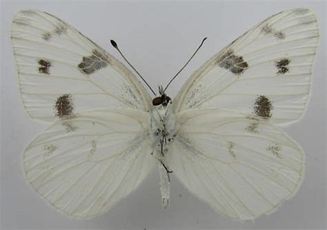 Pontia Protodice Bugguidenet