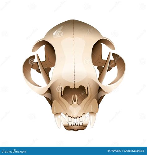 Cat Skull Stock Vector Illustration Of Spooky Vector 77295832