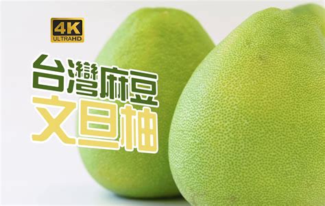 台湾省第一柚！麻豆文旦柚为什么现在必须要进工厂才有销路了？ 大鹏和你看世界美食 大鹏和你看世界美食 哔哩哔哩视频