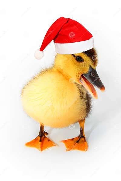 Duckling With Red Santa Hat Isolated On White Stock Image Image Of