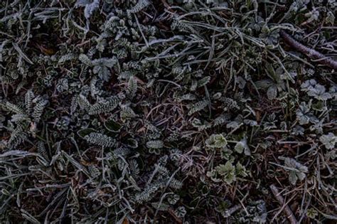 Pixelated Grass Texture Photos Download The Best Free Pixelated Grass