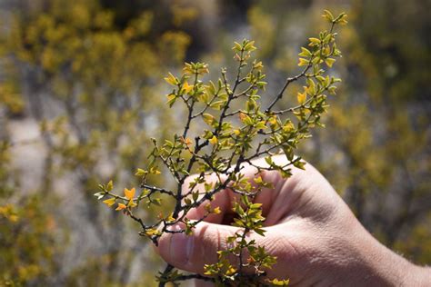 La Jarilla Reina Del Monte Humilde Arbusto Pródigo De Flores Y