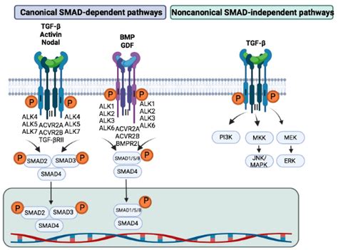 Growth Factor Beta Signaling Pathway At Jacob Mauldin Blog