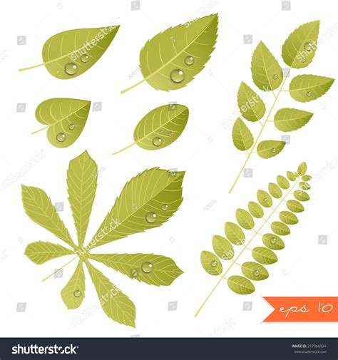 Collection Different Leaves Vector Illustration Glossy Stock Vector