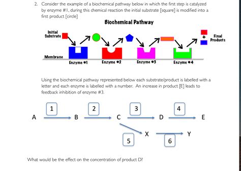 Solved Consider The Example Of A Biochemical Pathway Below