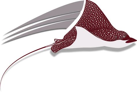 Logos Uic Eagle Rays