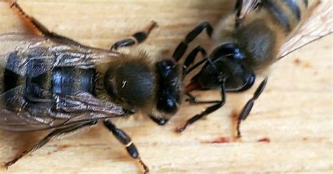 Nectar Transfer Rbeekeeping