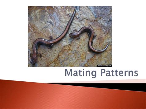 ppt mating patterns powerpoint presentation free download id 2105215