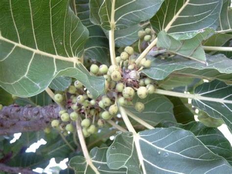 Botanical Name Ficus Platyphylla Common Name Fig Local Name Gamji