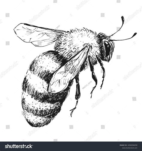Realistic Bee Drawing Honey Bee Line Drawing Flower Drawing Bee