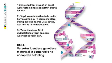 Lewenswetenskappe Gr12 Dna And Rna Les2 Dna Replisering Youtube
