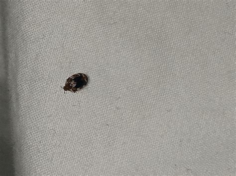 Small Crumbly Blackbrown Bugs Rwhatsthisbug