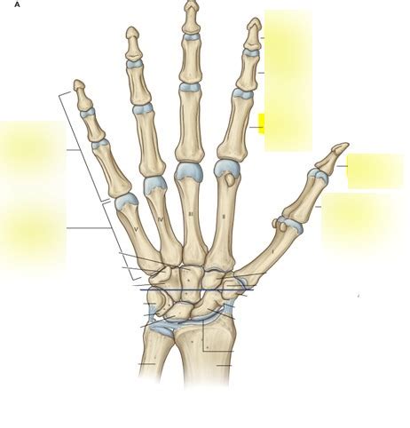Metacarpal And Phalangeal Bony Landmarks Diagram Quizlet