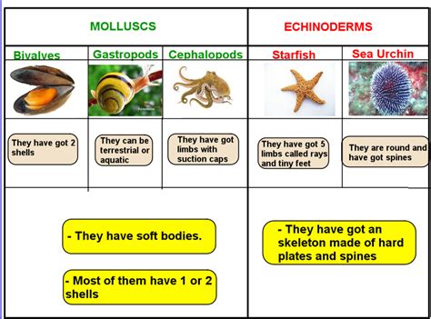 Classifying Living Things Can You Place The Characteristics Of