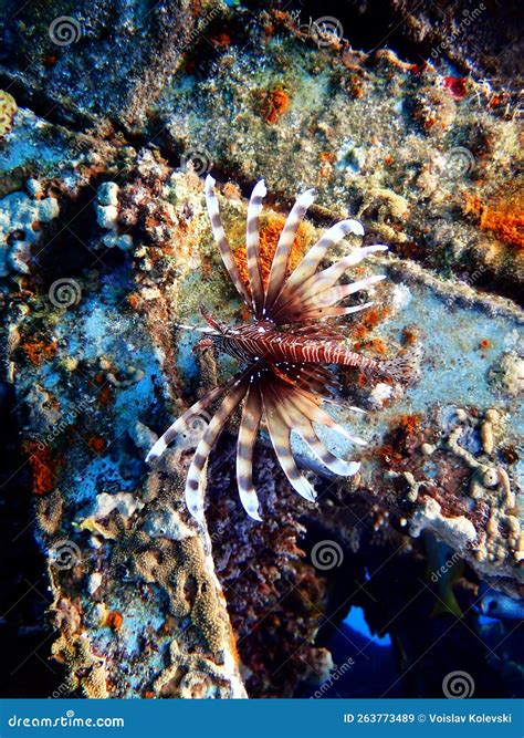 Common Lionfish Pterois Miles The Most Frequently Spotted Into The