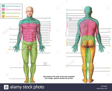 Printable Dermatome Chart Dermatomes Chart And Map