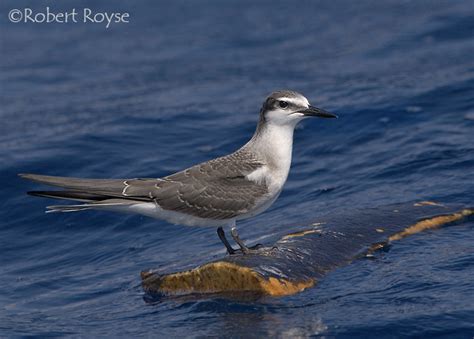 Bridled Tern