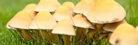 Toadstools Are Mushrooming Lovethegarden
