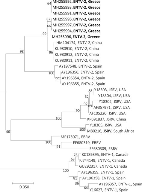Phylogenetic Tree Inferred By Maximum Likelihood Analysis Based On