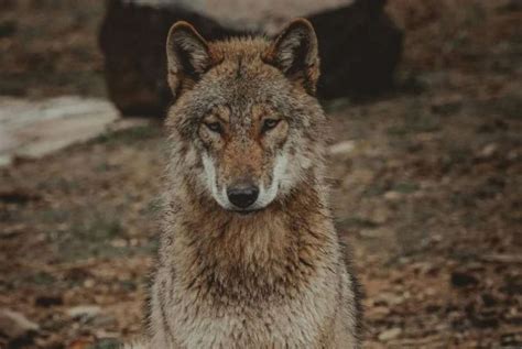 Pētnieki Ceļ Trauksmi Eiropā Strauji Izplatās Vilku Suņu Hibrīdi Tie Sastopami Arī Divos