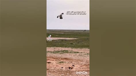 ام سالم Youtube