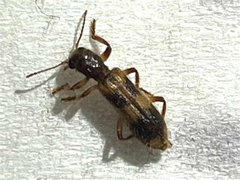 Sobre Opilo Domesticus Coleoptera Cleridae Como Depredador De Carcomas De La Madera El