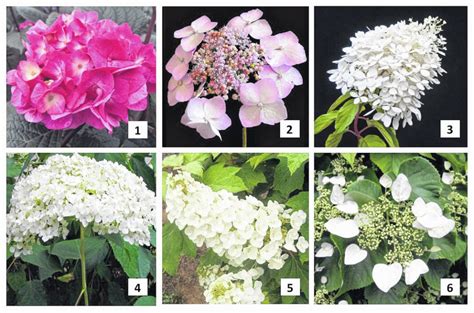Hydrangeas — Choosing Right One Galion Inquirer