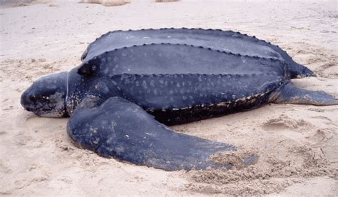 La Tortuga Más Grande Del Mundo Vive En América Pesa Casi Una Tonelada