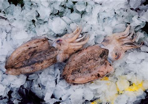 New Cuttle Fishchina Qiulong Price Supplier 21food