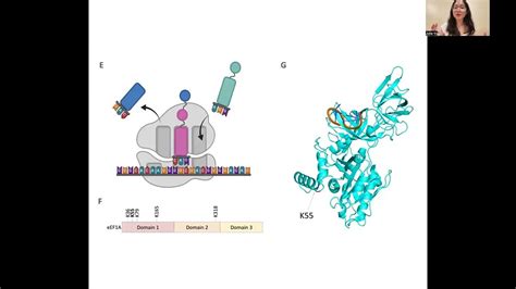 Elucidating Role Of Mettl13 Mediated Eef1a Methylation On Translational Output In Gastric