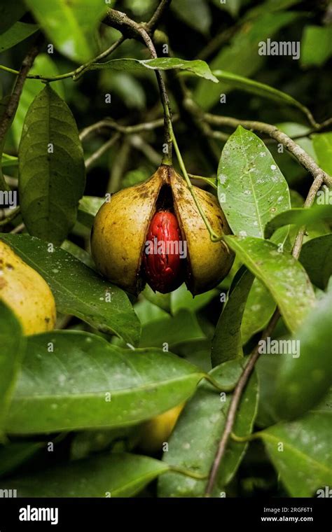 Nutmeg Tree With Fruit At Catherine Dorsey Blog