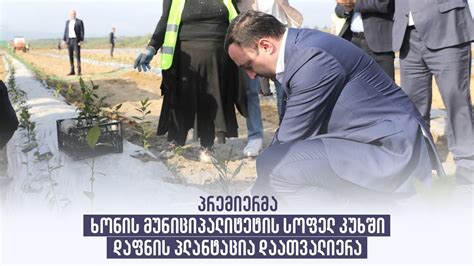 პრემიერმა ხონის მუნიციპალიტეტის სოფელ კუხში დაფნის პლანტაცია