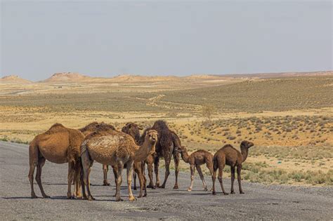 Karakum Sand Desert In Turkmenistan Central Asia Guide