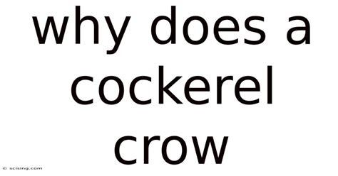 Why Does A Cockerel Crow